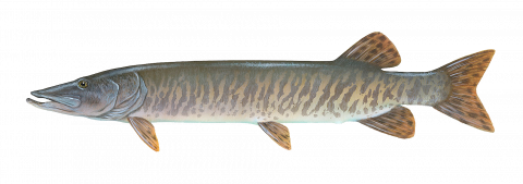 Muskie - Slippery Winds Wilderness Lodge