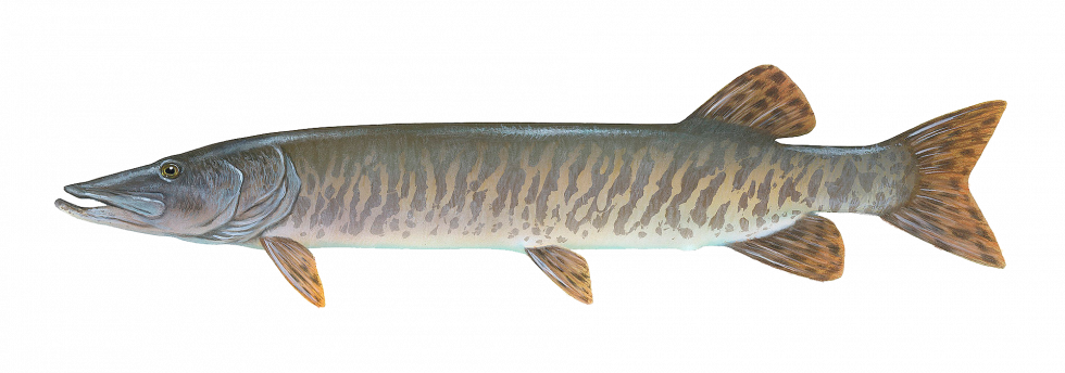 Muskie - Slippery Winds Wilderness Lodge